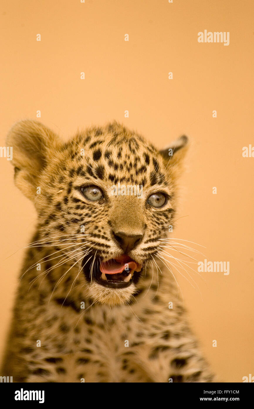 Big cat baby or young Leopard cub Panthera pardus , Ranthambore ...