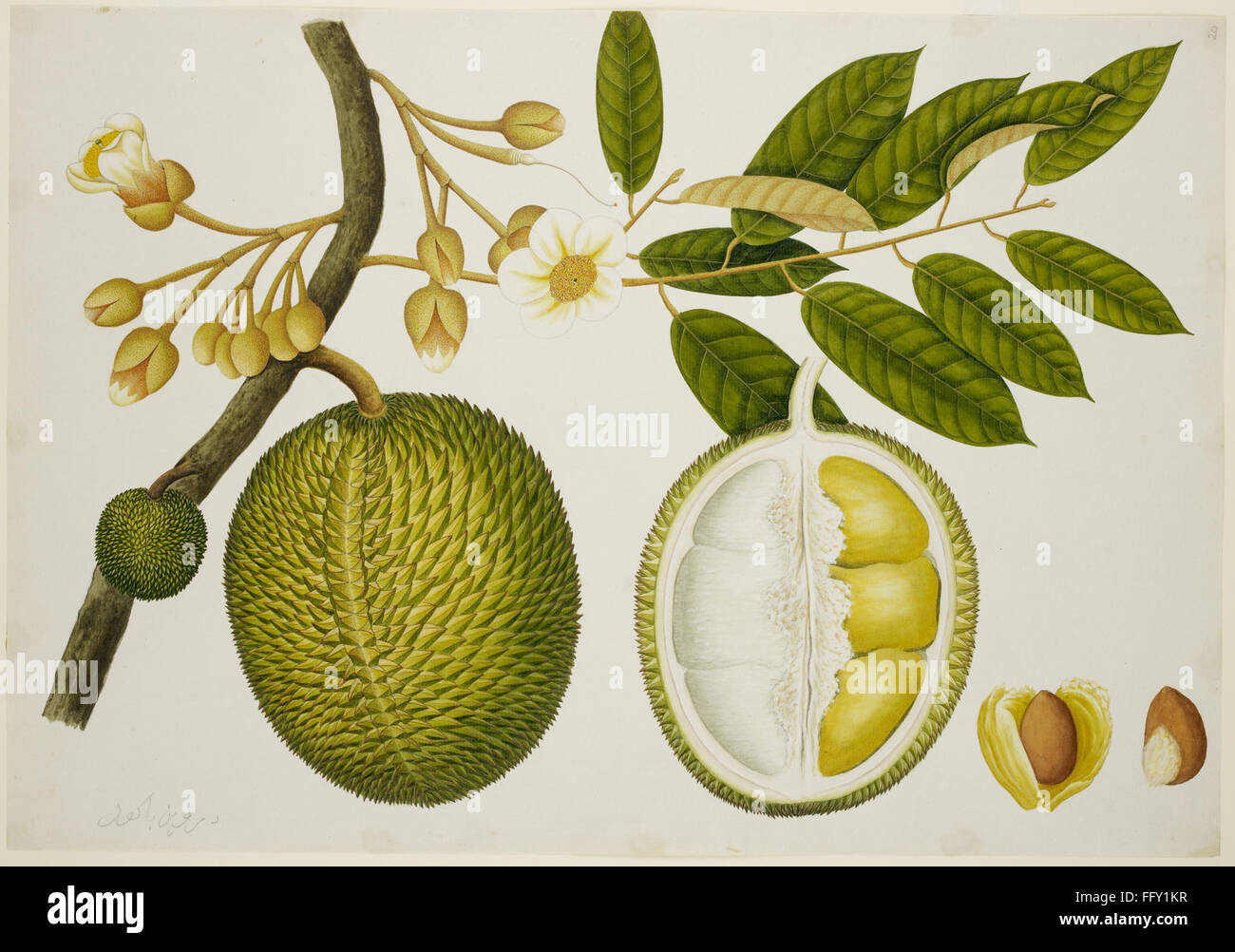 'Durio Zibethinus' is a species in the Bombacaceae family, commonly ...