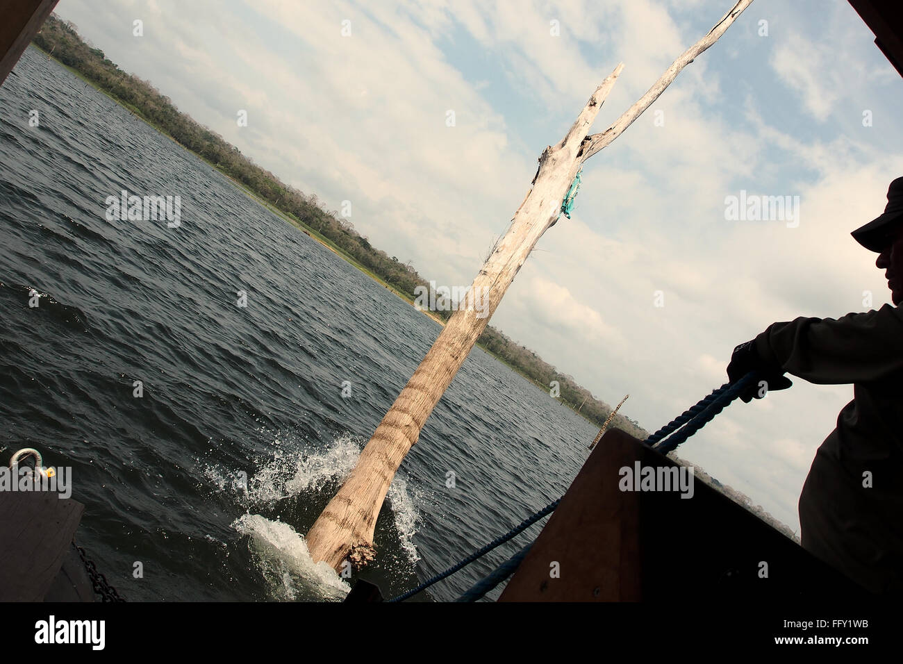 Underwater logging Panama - Trees get to the surface when cut thanks to ...