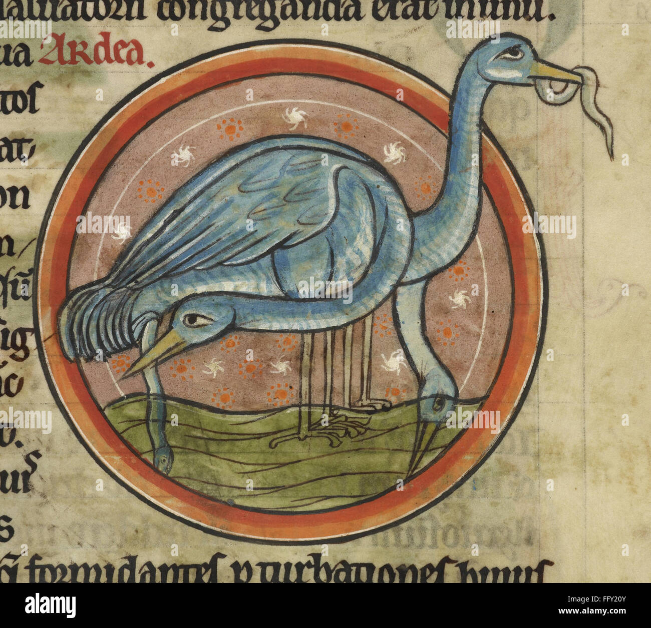 Draw of eels hi-res stock photography and images - Alamy