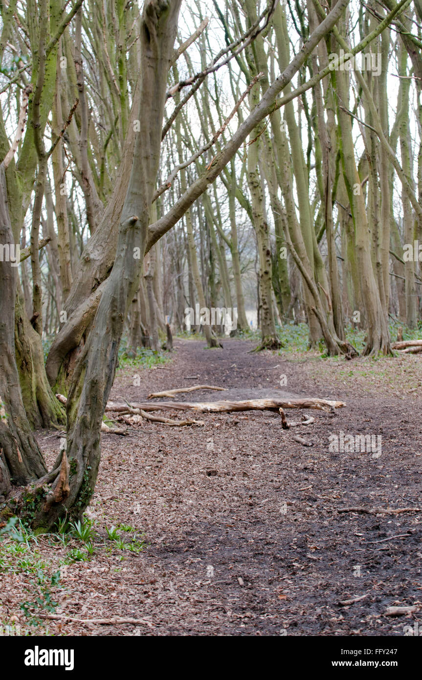 Curved path through woods hi-res stock photography and images - Alamy