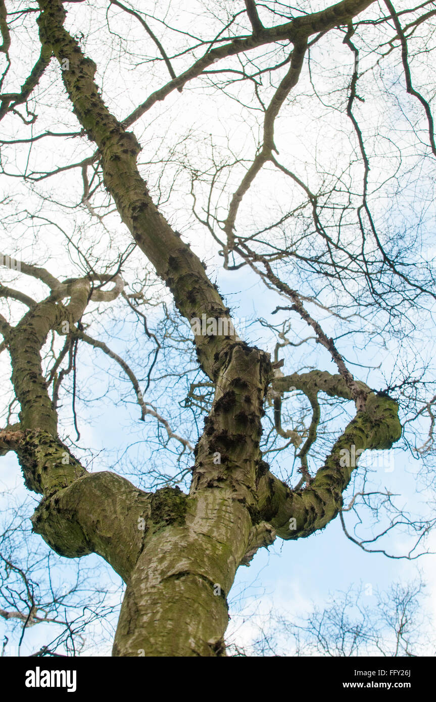 Looking up to the branches from the base of a tree Stock Photo - Alamy