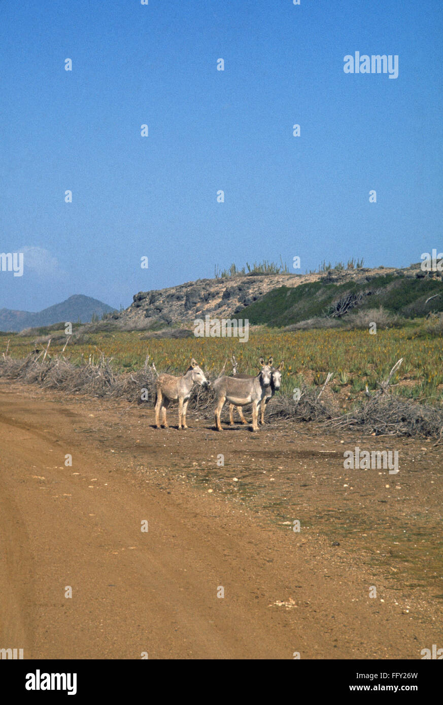 BONAIRE: DONKEYS. /nThree donkeys on the side of a dirt road in Bonaire ...