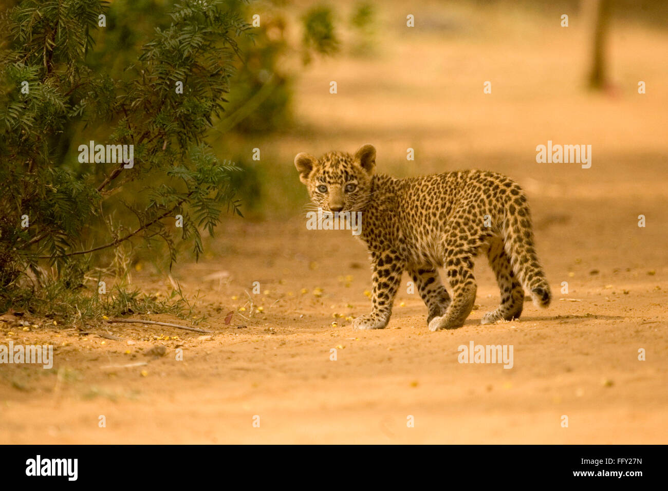Baby leopard hi-res stock photography and images - Alamy