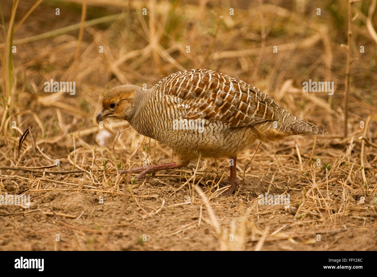 Heavy bodied bird hi-res stock photography and images - Alamy