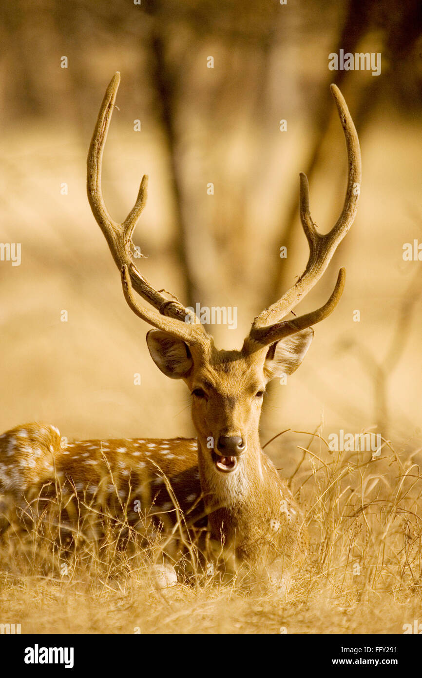 Axis deer hi-res stock photography and images - Alamy