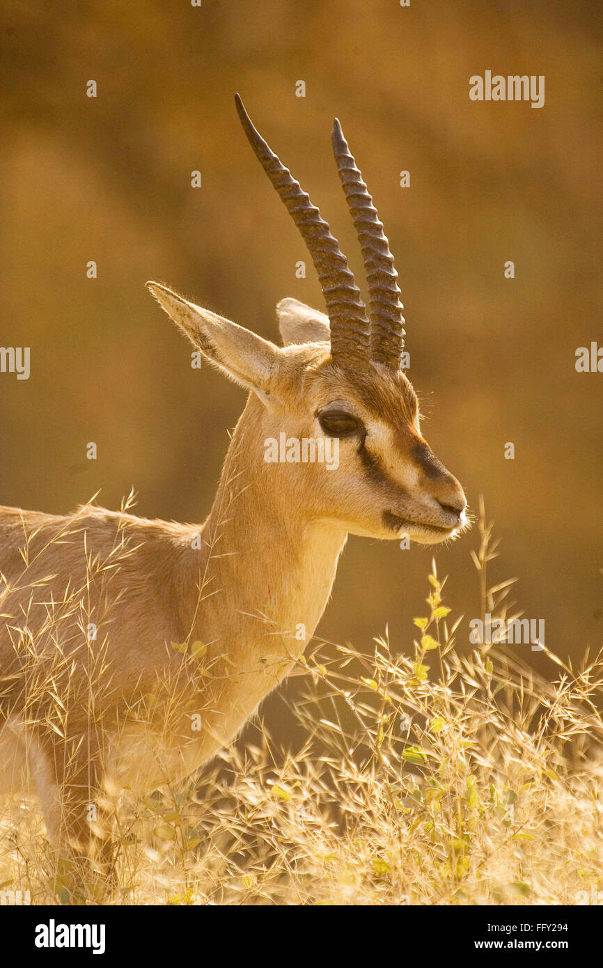 Chinkara Gazella , Ranthambore National Park , Rajasthan , India Stock ...