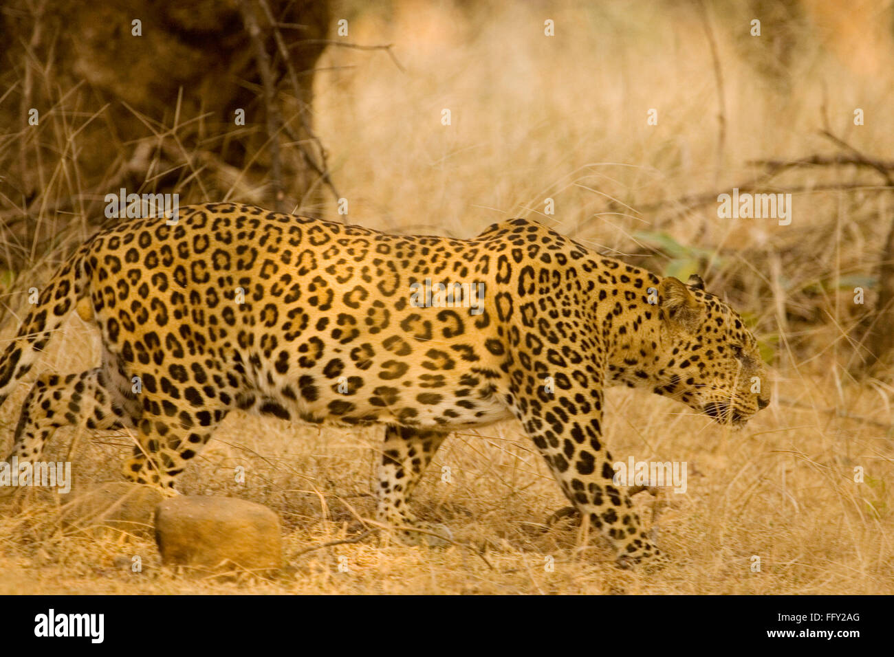 Black Leopard Cub High Resolution Stock Photography and Images - Alamy