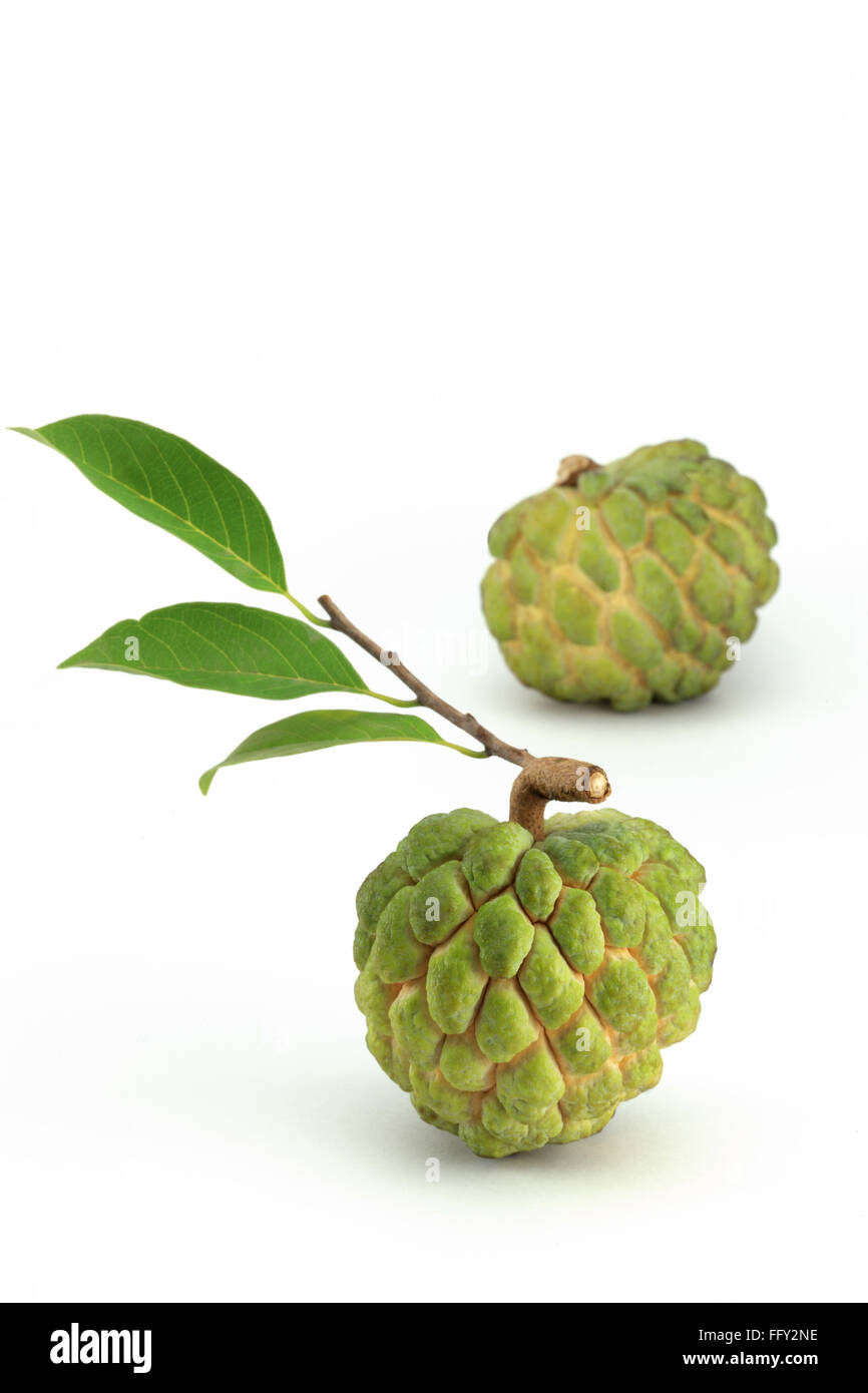Fruits , custard apple or sitaphal annona squamosa sugar apple on white ...