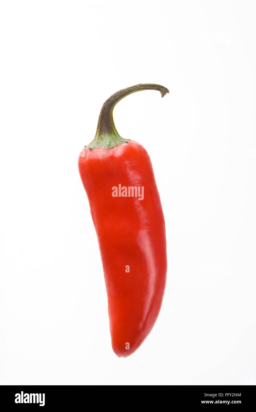 Indian spices , one red chilly or chilli capsicum annuum on white ...