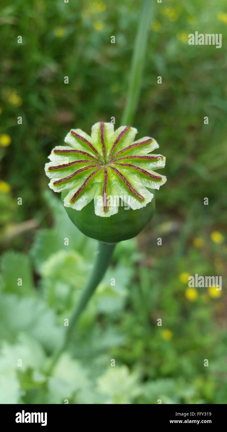 Poppy Flower Bud Growing On Field Stock Photo - Alamy