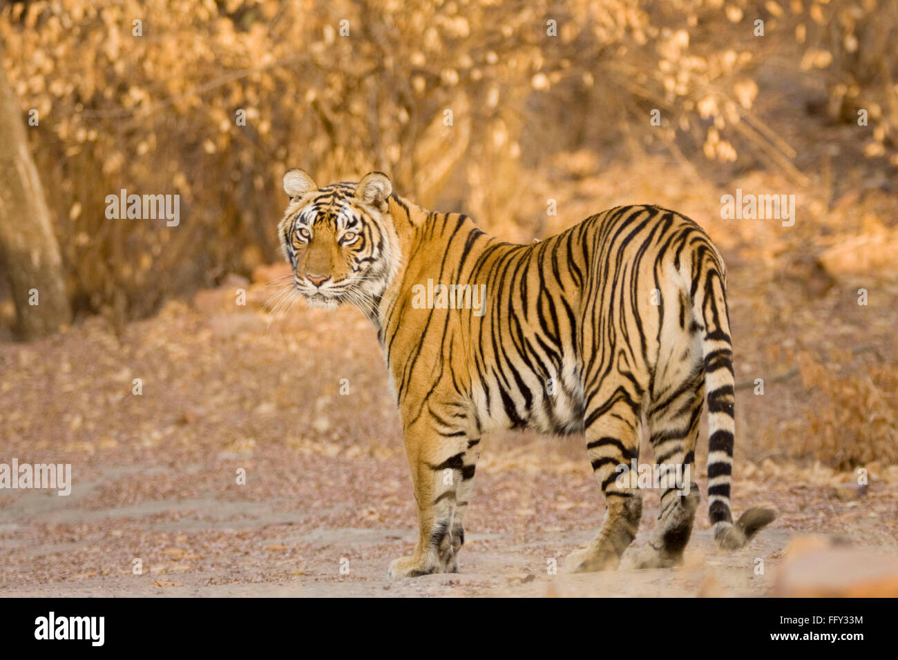 Tiger looking back camera hi-res stock photography and images - Alamy