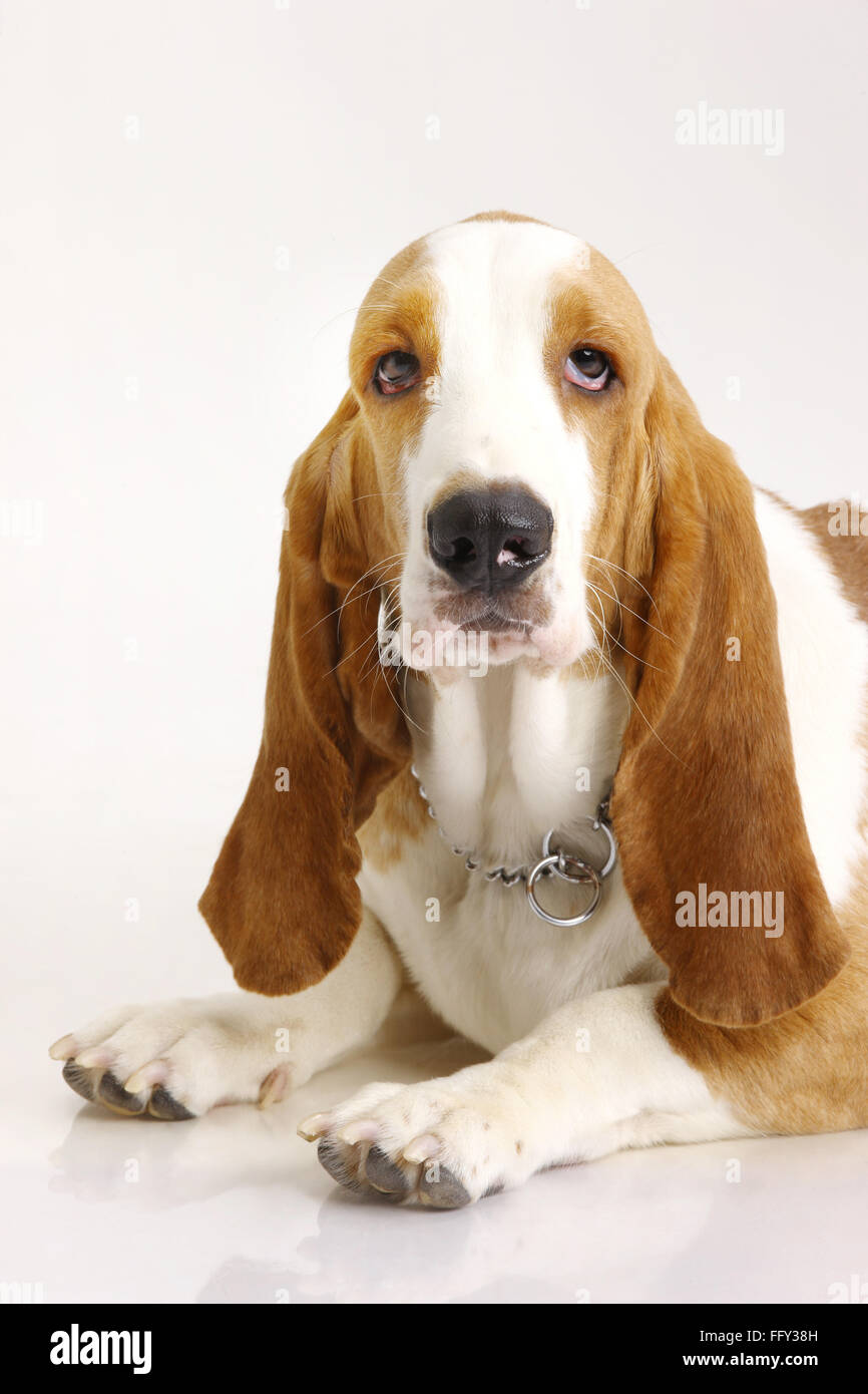 Dog Basset Hound female posing on white background Stock Photo - Alamy