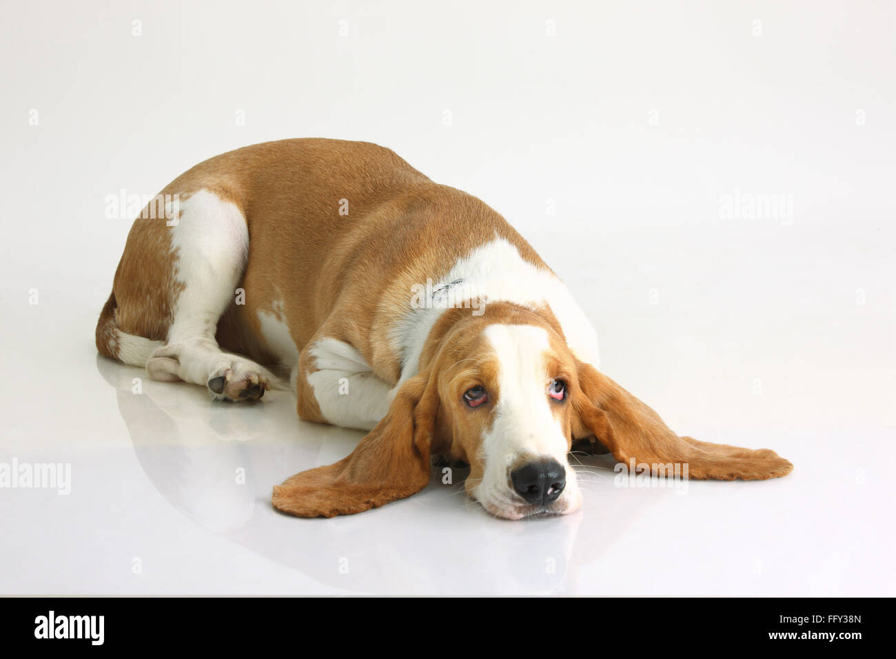 Dog Basset Hound female posing on white background Stock Photo - Alamy
