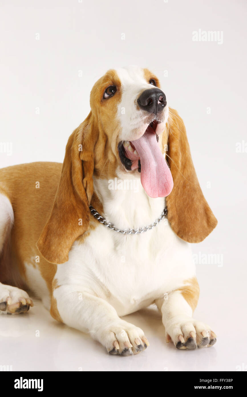 Dog Basset Hound female posing on white background Stock Photo - Alamy