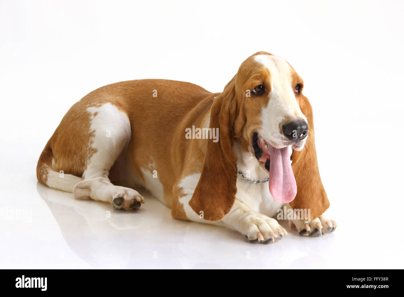 Dog Basset Hound female posing on white background Stock Photo - Alamy