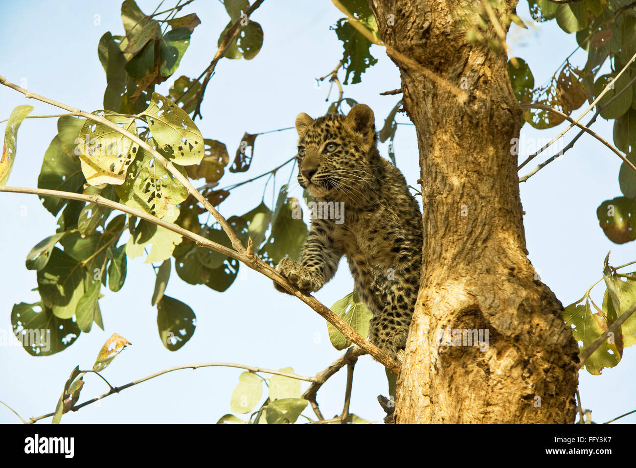 Leopard sitting on tree hi-res stock photography and images - Alamy