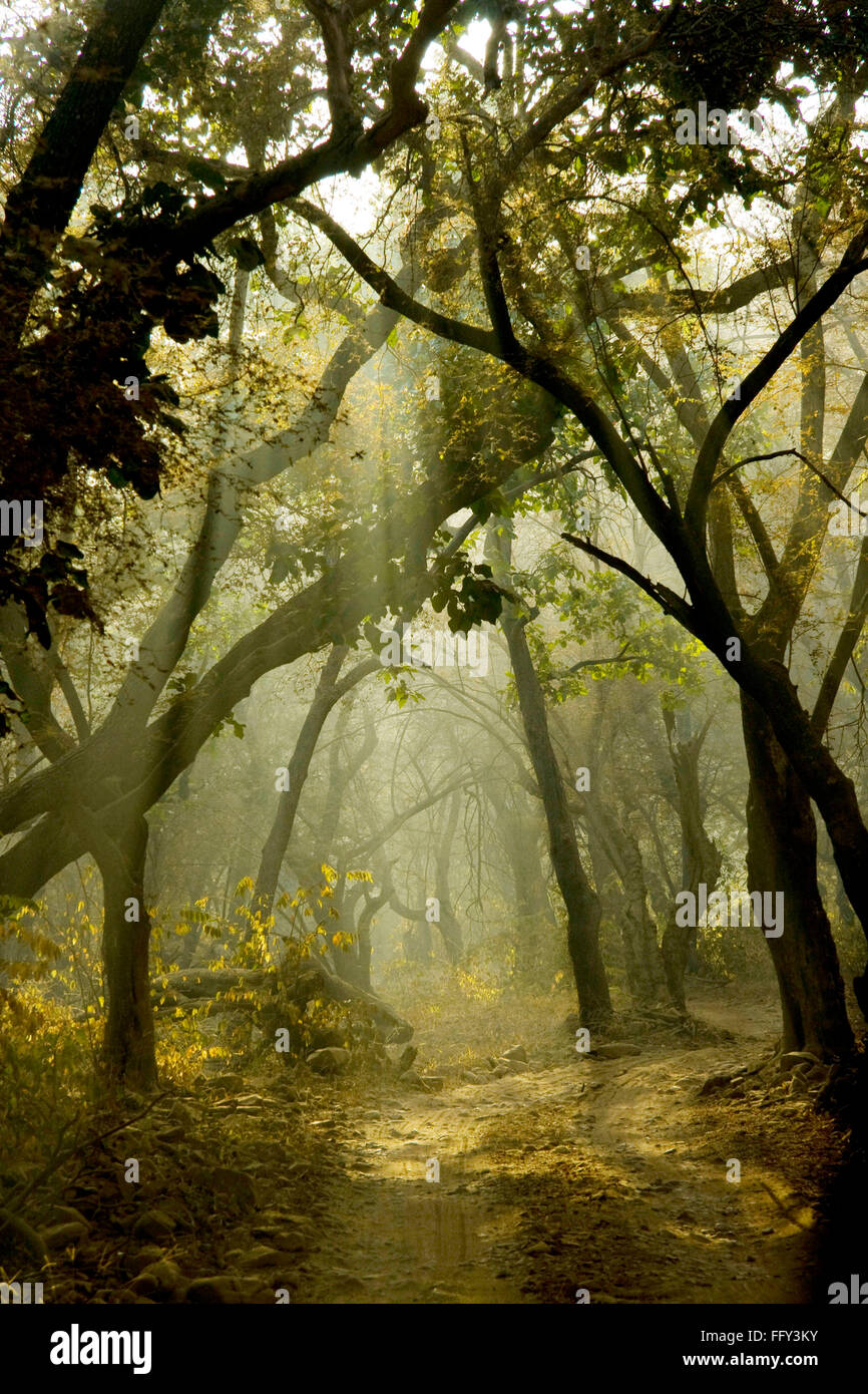 Sunlight through trees in Ranthambore National Park , Rajasthan , India ...