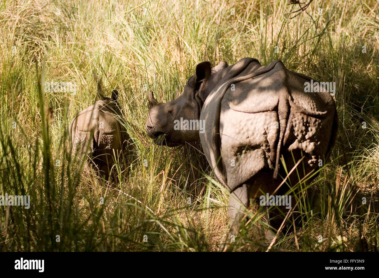 Two Horned Rhinoceros High Resolution Stock Photography and Images - Alamy