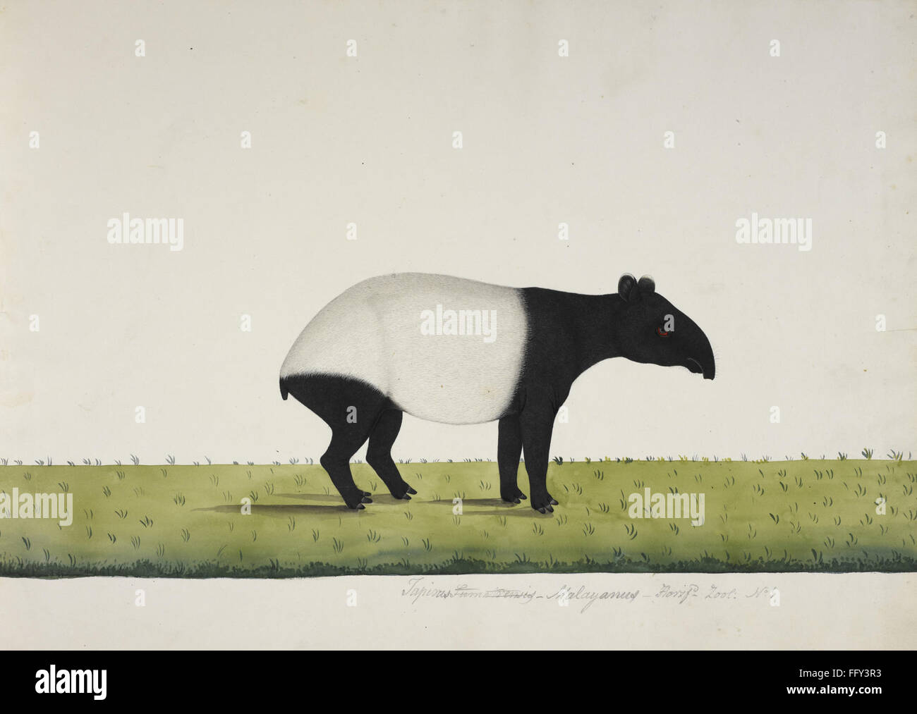 This vintage book tells the story of the tapir sent from Bengkulu (in ...