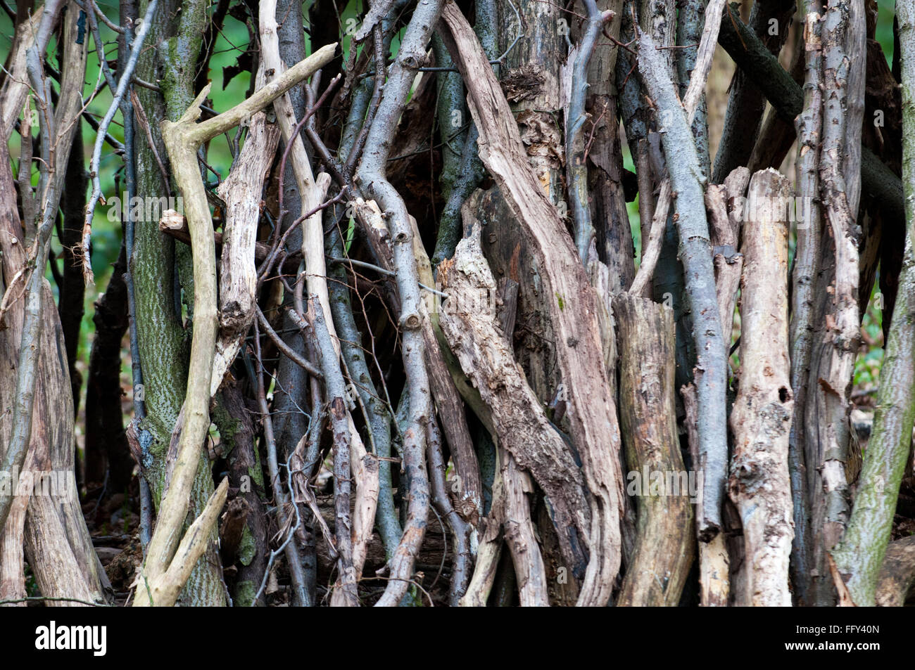 arrangement of logs piled in a row at the forest Stock Photo - Alamy