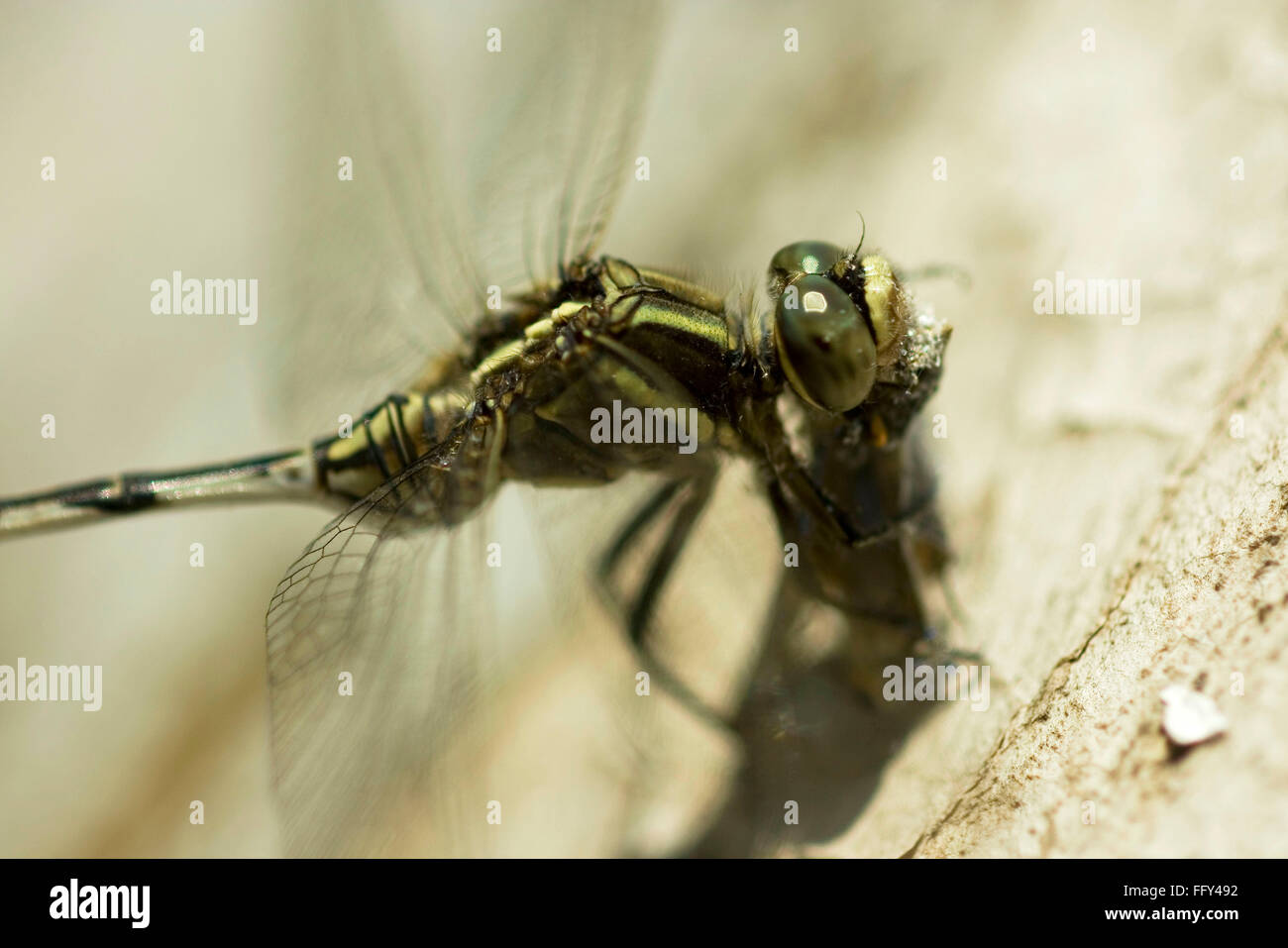 National insect hi-res stock photography and images - Alamy