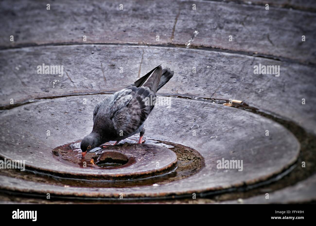 Close-Up Of Pigeon Drinking Water In Container Stock Photo - Alamy