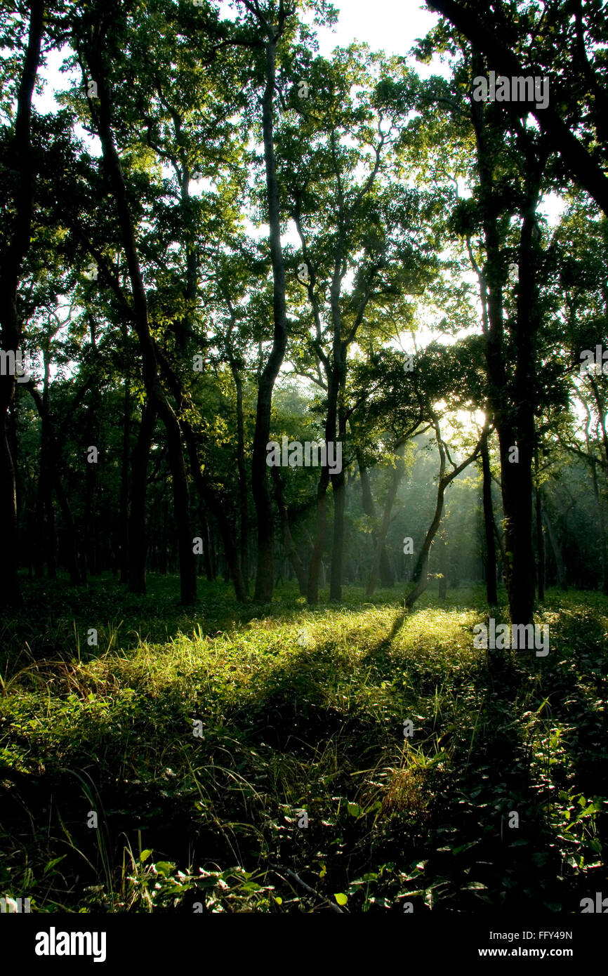 Sunrise through trees in Sal forest , Dudhwa National Park , Uttar ...