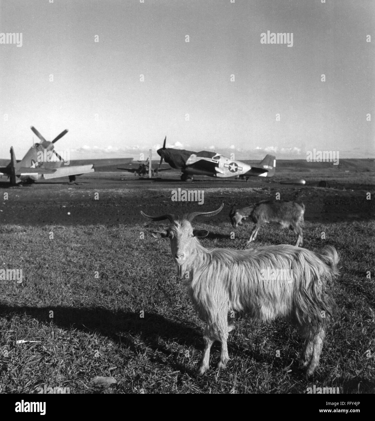 WORLD WAR II: AIRFIELD. /nGoats on the runway at an airfield in ...