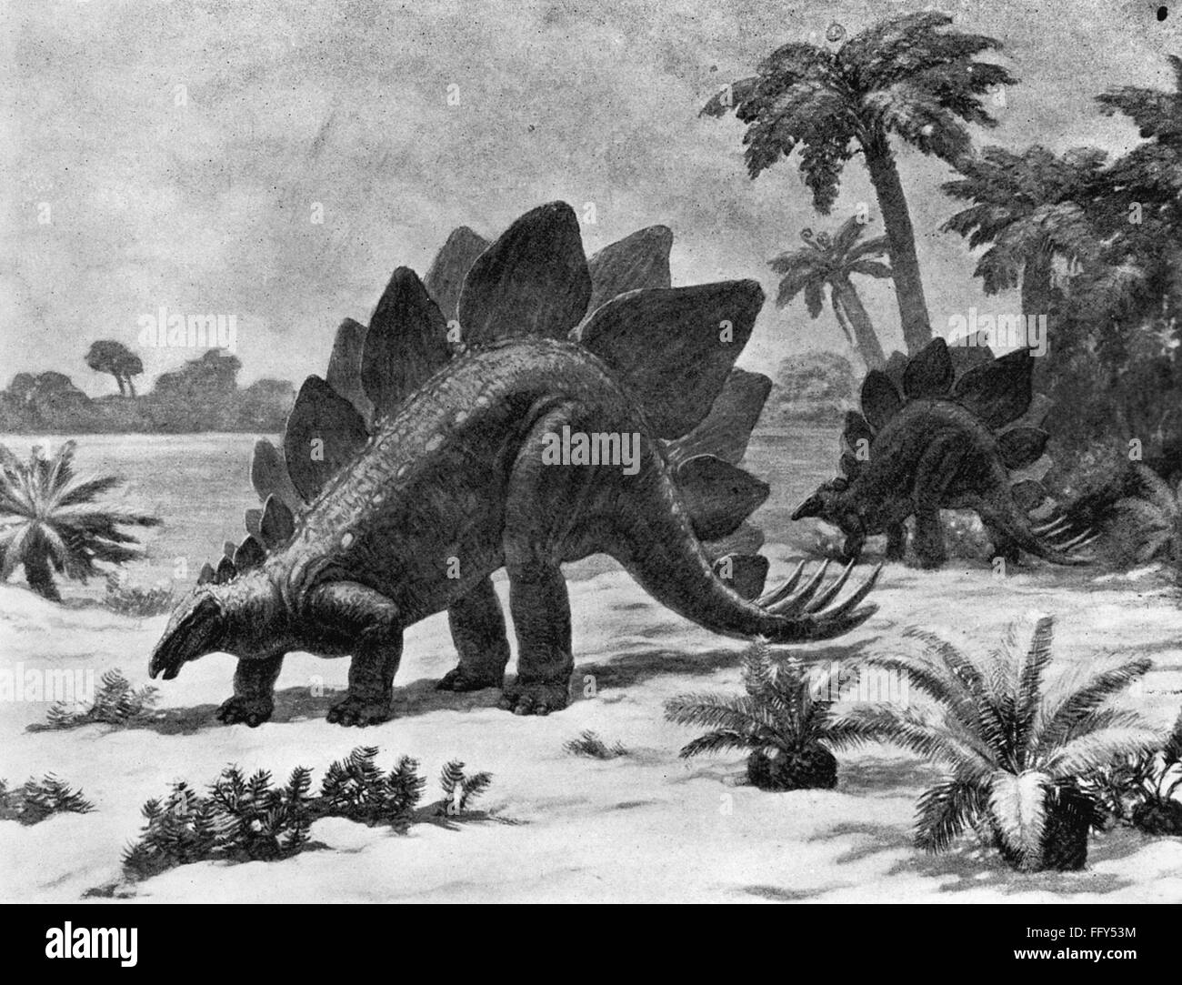 DINOSAUR: STEGOSAURUS. /nA Stegosaurus of the Late Jurassic period ...