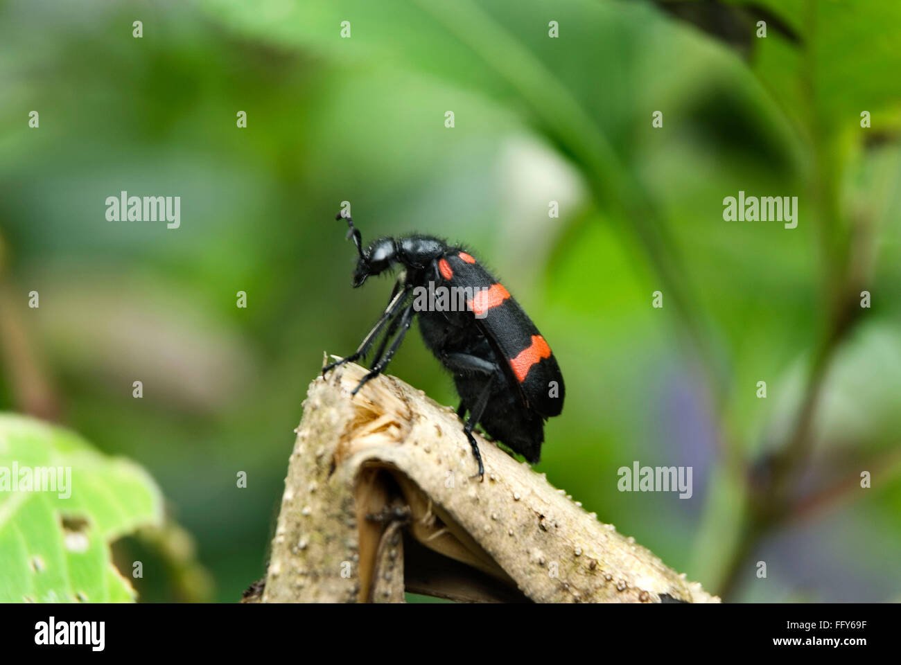 Blister beetle hi-res stock photography and images - Alamy