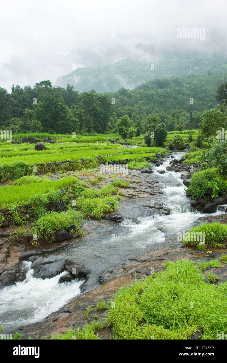 Malshej landscape in monsoon rivulets running down merging into river ...