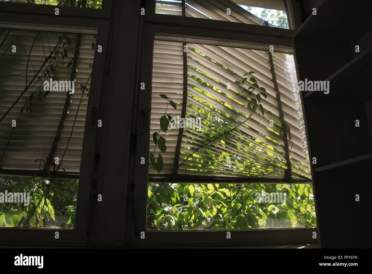 Plants Seen Through Window Stock Photo - Alamy