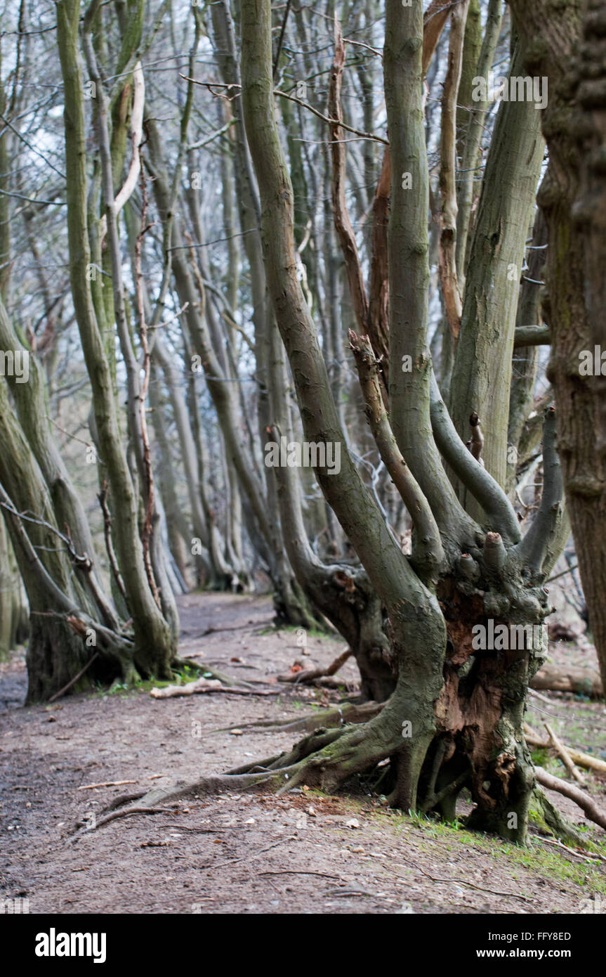 Curved branches hi-res stock photography and images - Alamy