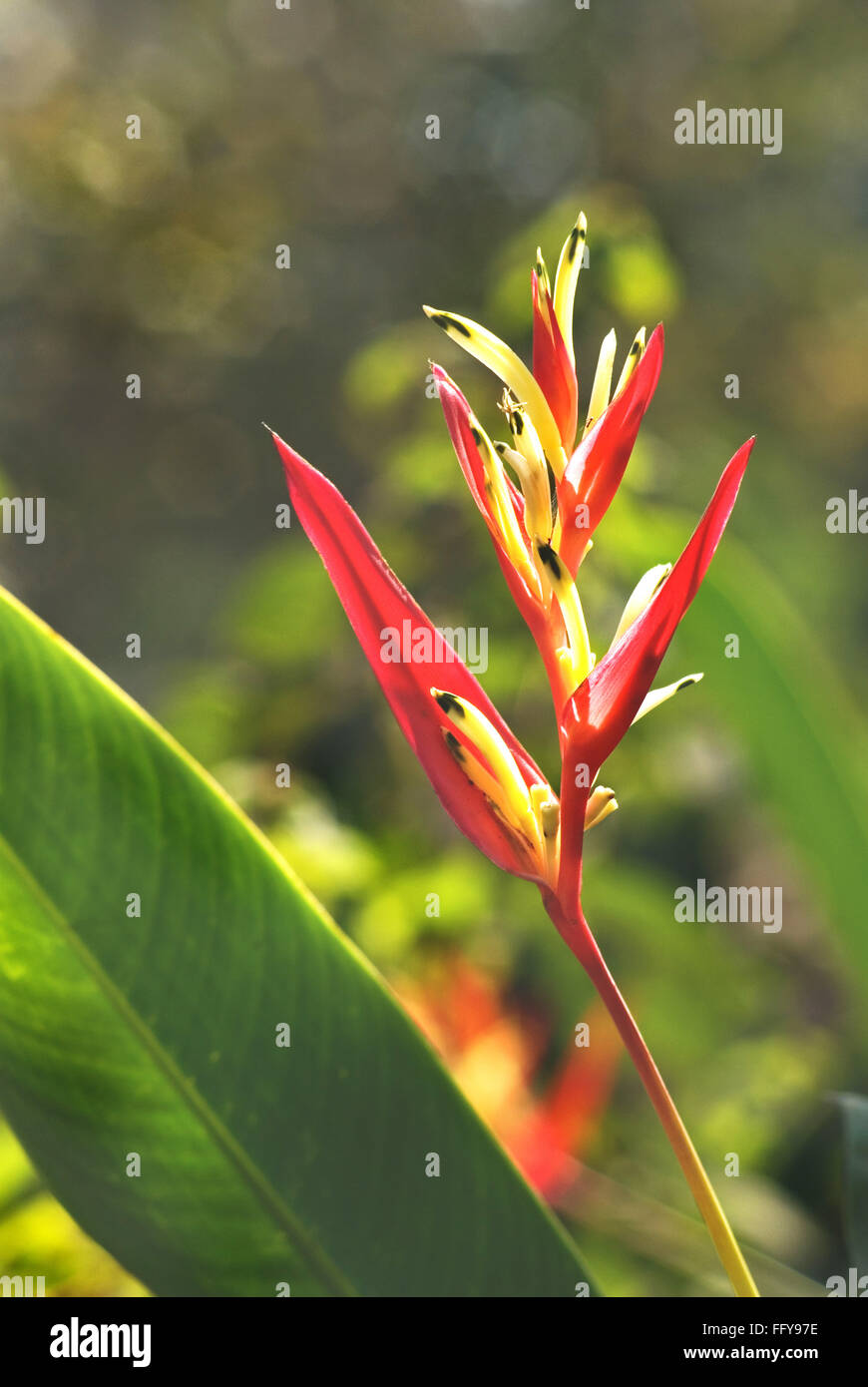 Strelitzia reginae strelitzia bird of paradise flower or crane lily at ...