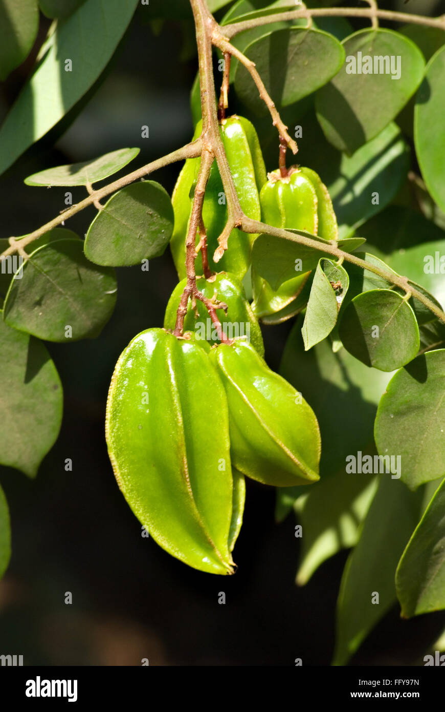 Coromandel kamranga hi-res stock photography and images - Alamy