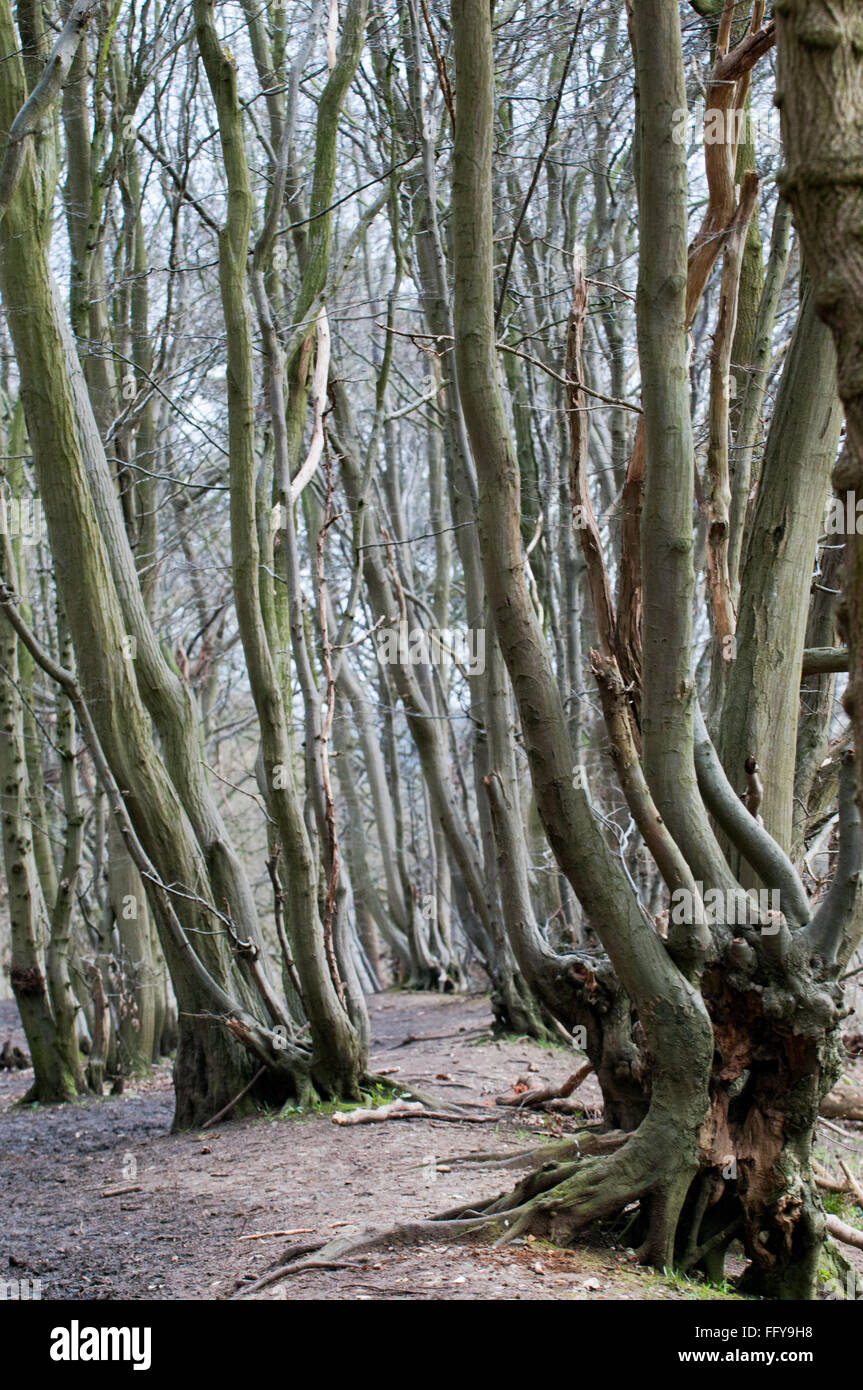 View through curved branches on a forest walk Stock Photo - Alamy