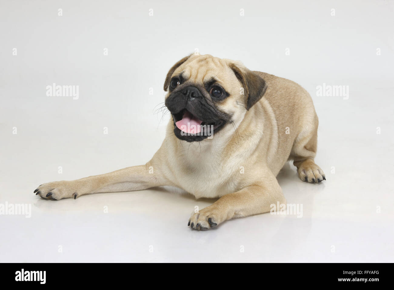 Dog Pug Male Black Muzzle annoyed posing on white background Stock ...