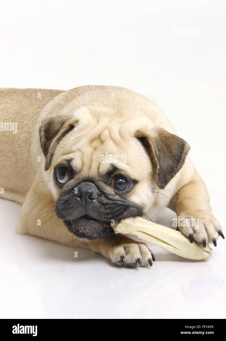 Dog Pug Male Black Muzzle playing posing on white background Stock ...