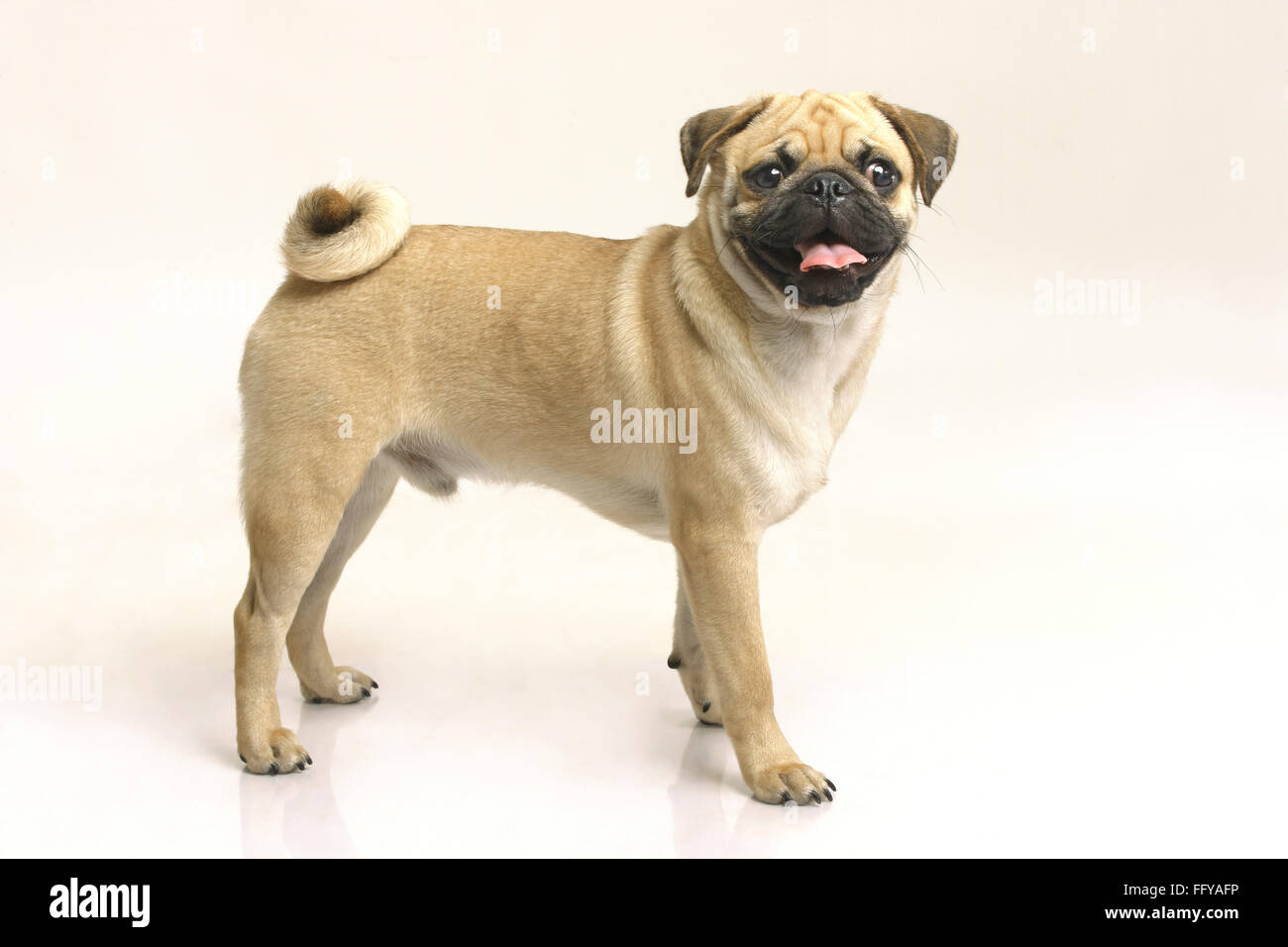 Dog Pug male black muzzle face wondering posing on white background ...