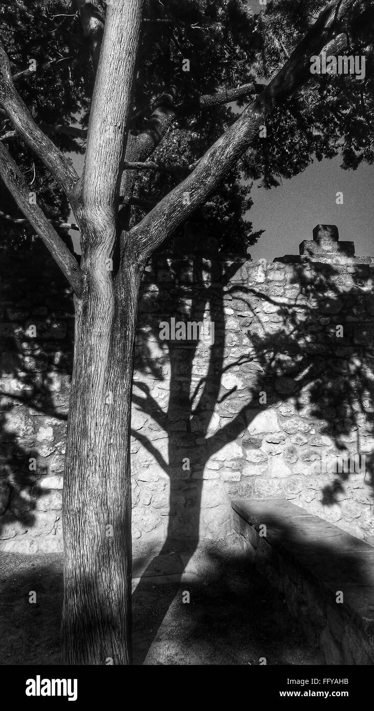 Tree Growing Against Wall On Field Stock Photo - Alamy