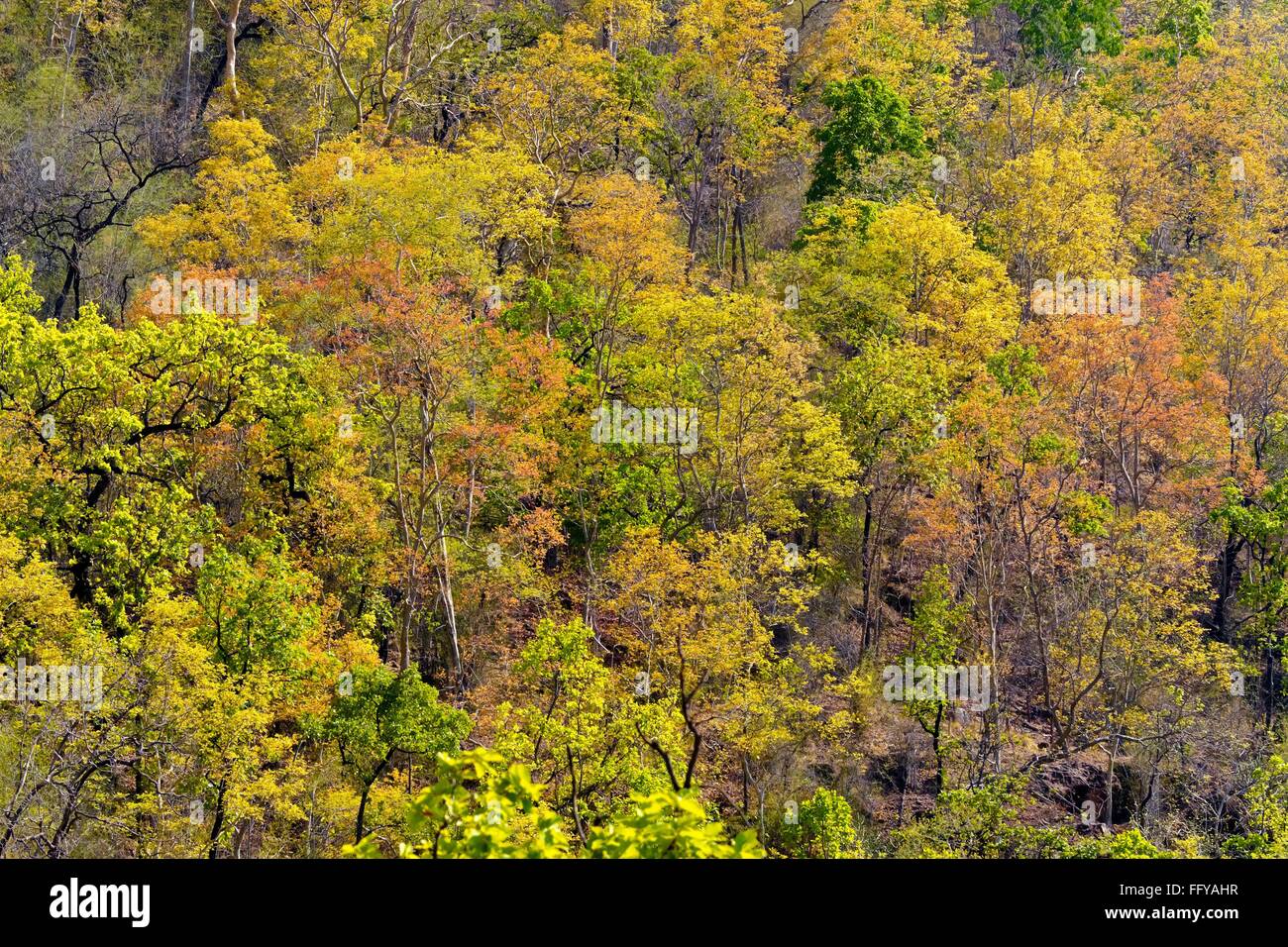 Forests of bandhavgarh national park madhya pradesh India Stock Photo ...