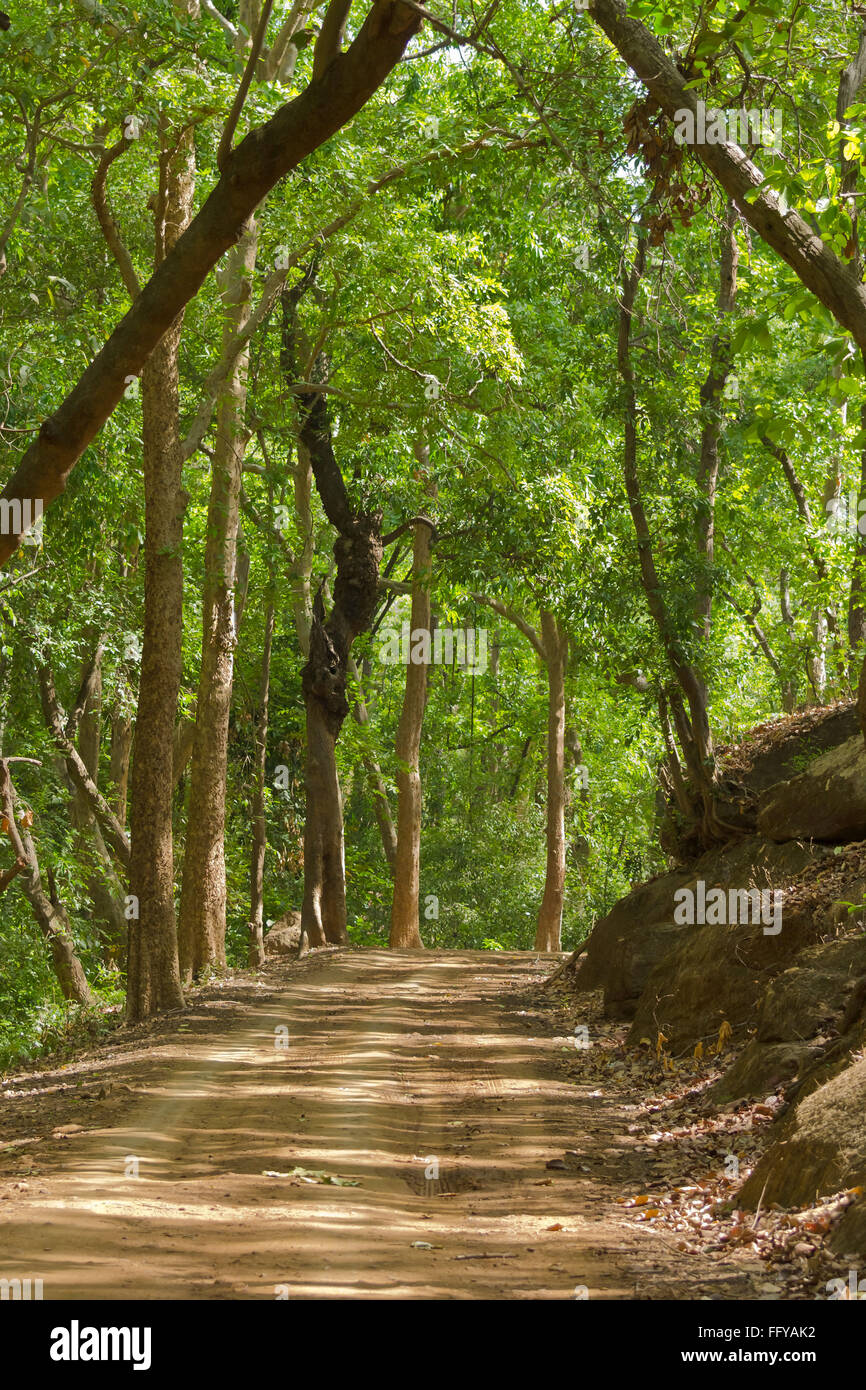 Madhya pradesh forest hi-res stock photography and images - Alamy