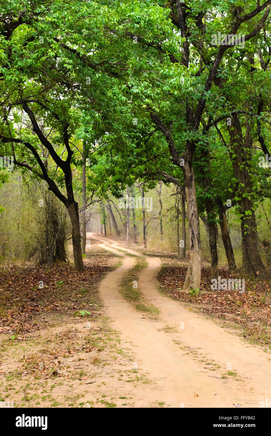 Madhya Pradesh Forest Stock Photos & Madhya Pradesh Forest Stock Images ...