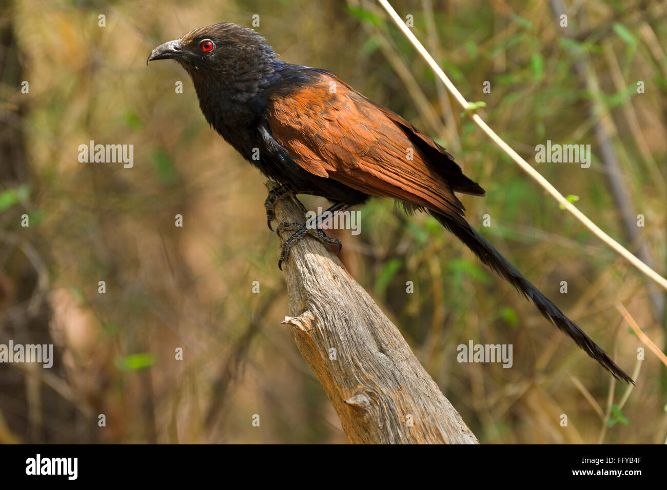 Indian Jungle Crow High Resolution Stock Photography and Images - Alamy