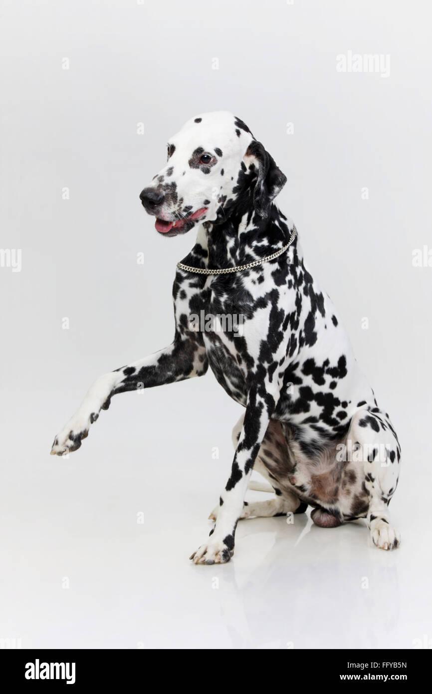 Dog Dalmatian male black spotting white body sitting posing on white ...