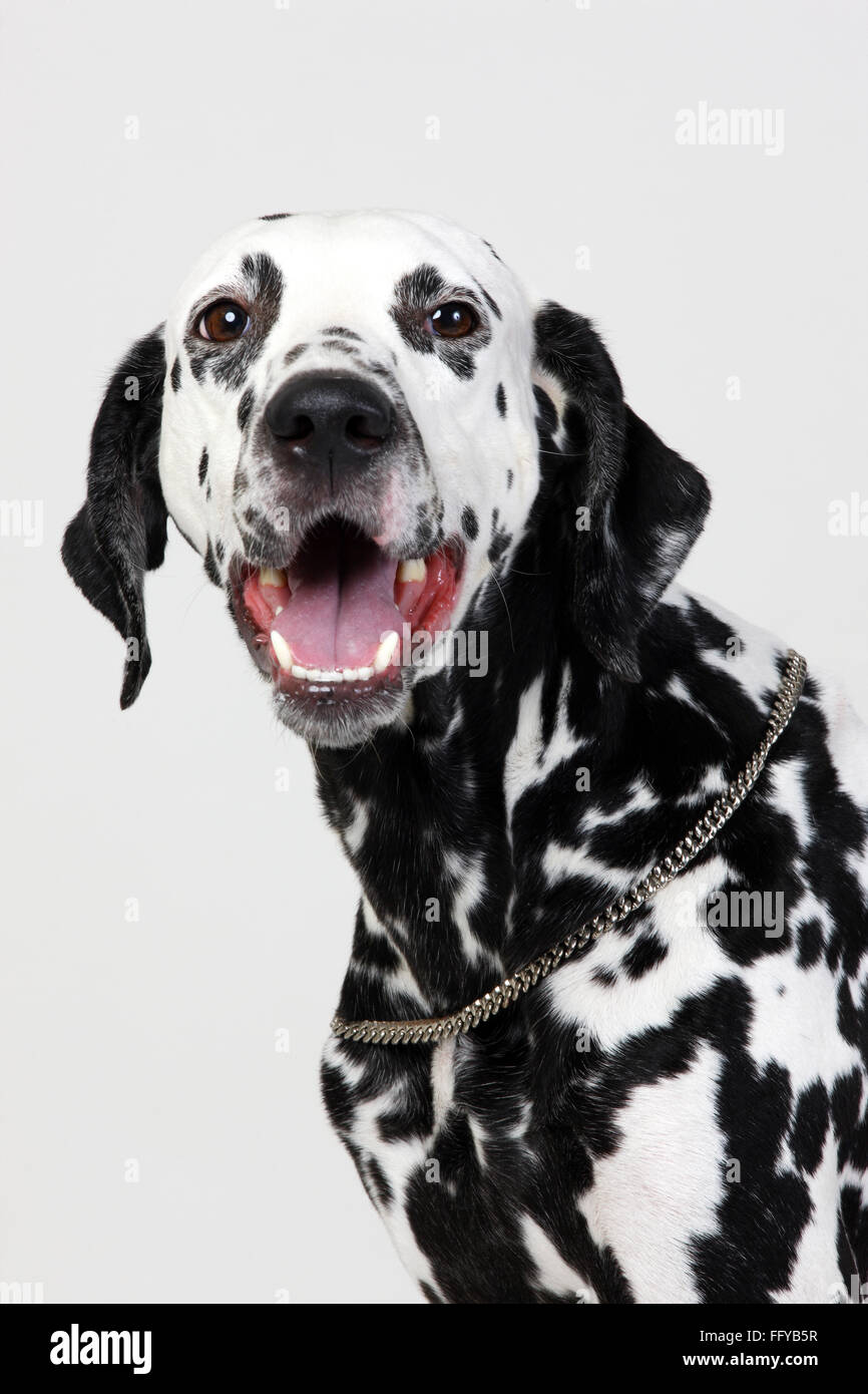 Large dalmatian dog hi-res stock photography and images - Alamy