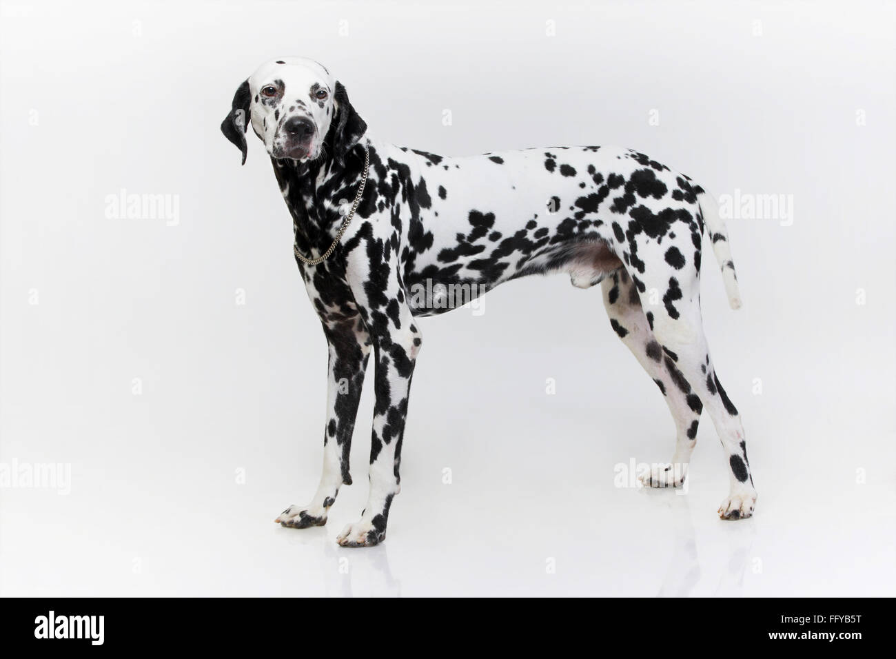 Dog Dalmatian male black spotting white body posing on white background ...