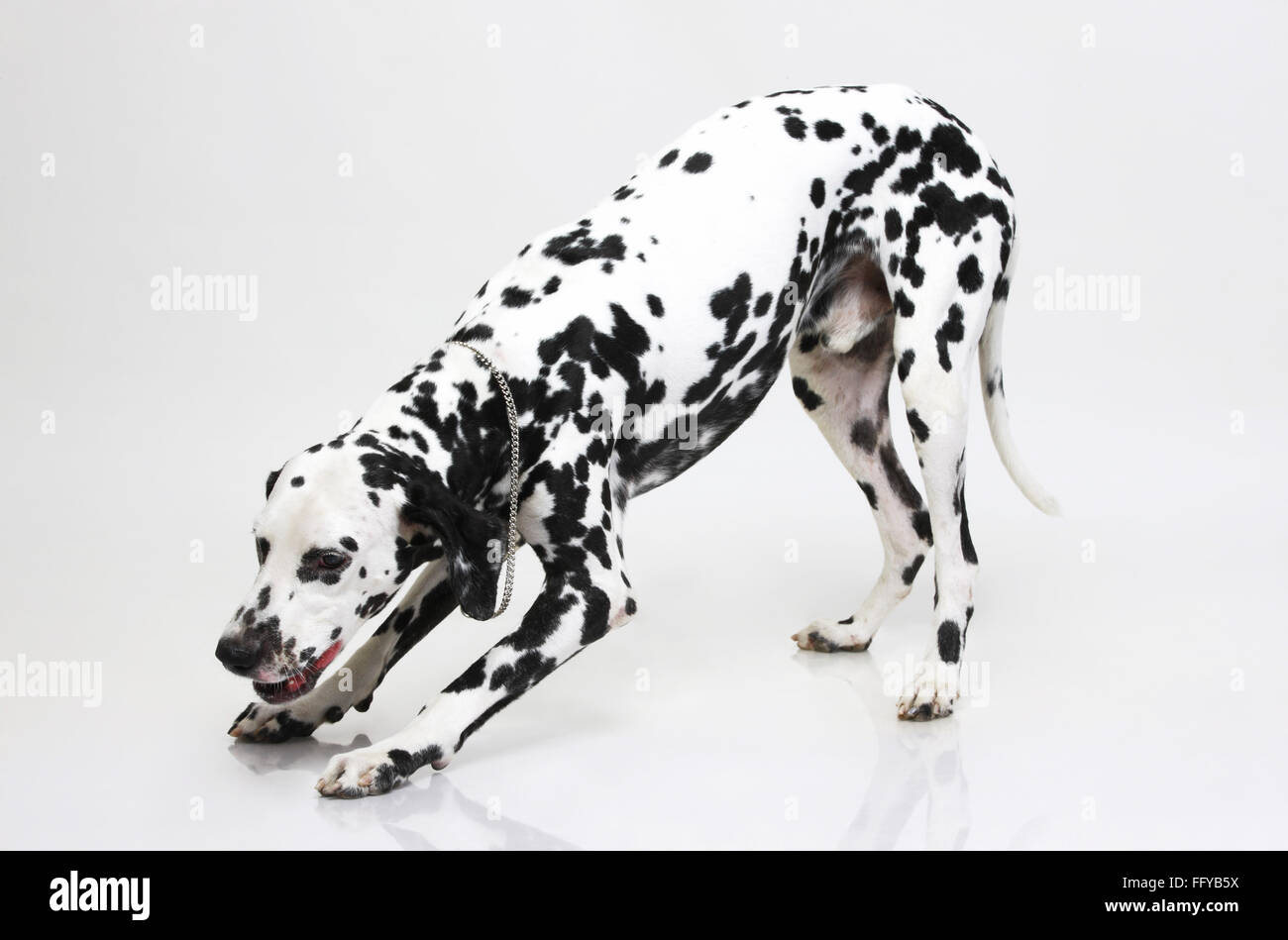 Large dalmatian dog hi-res stock photography and images - Alamy