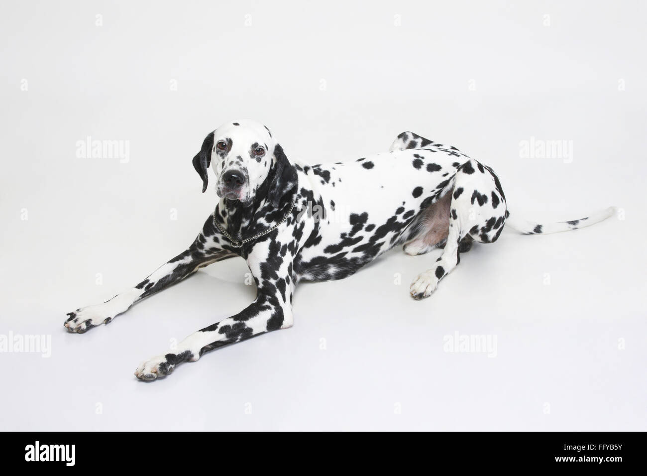 Large dalmatian dog hi-res stock photography and images - Alamy